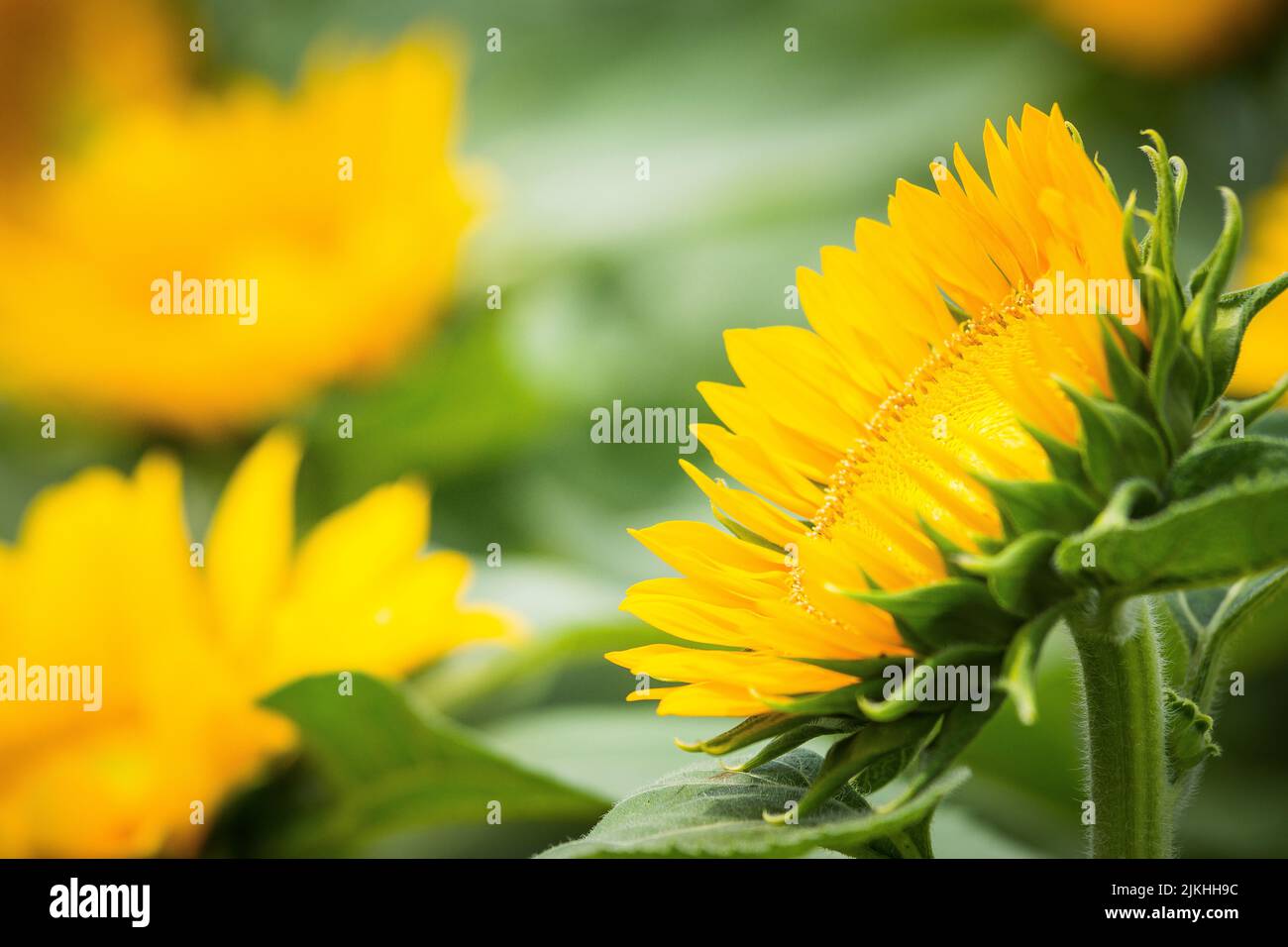 A close-up shot of a yellow sunflower grown in the garden in spring ...