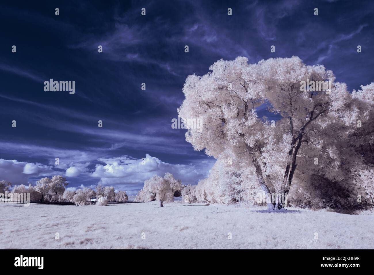 A beautiful shot of trees with a negative filter Stock Photo - Alamy