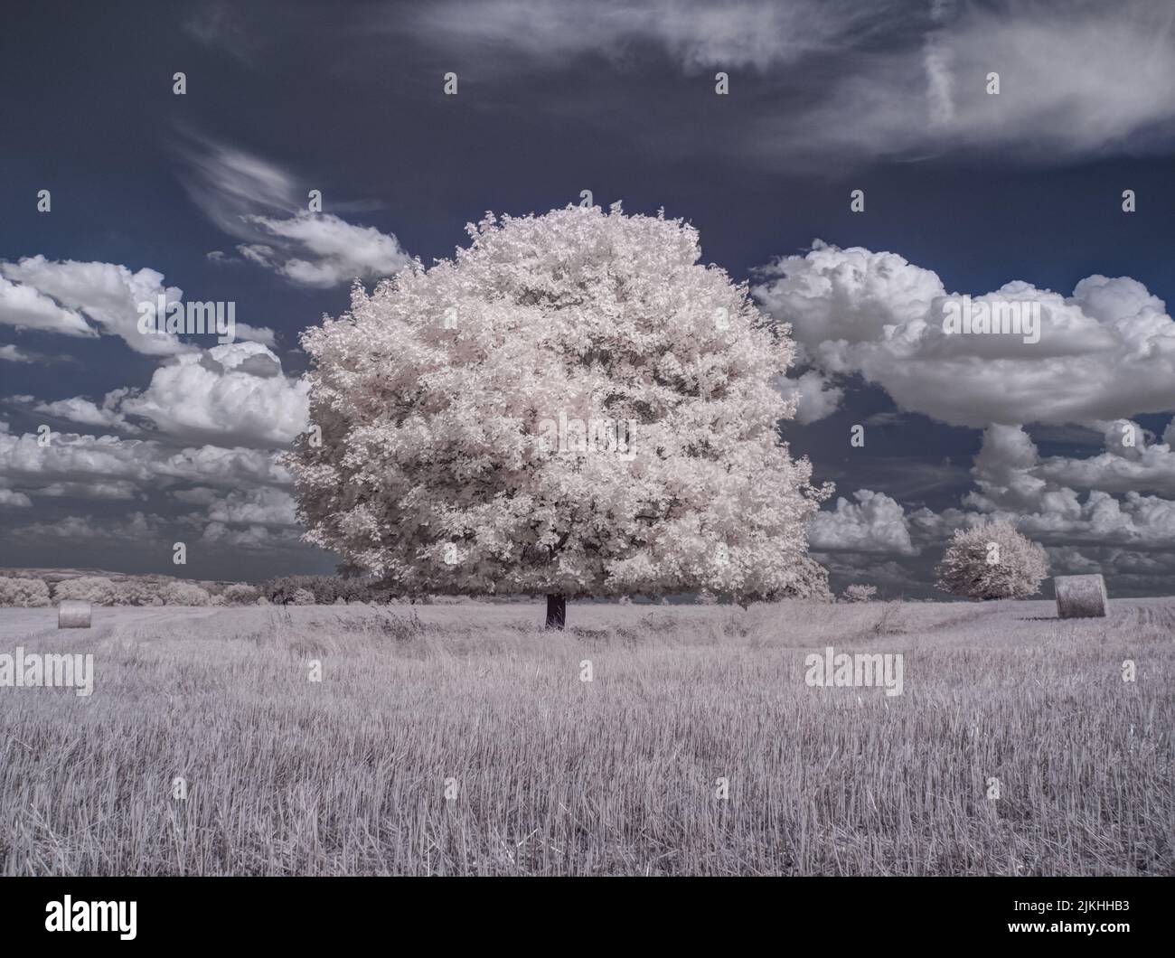 A view of a big white tree in a field under the dark blue sky with ...