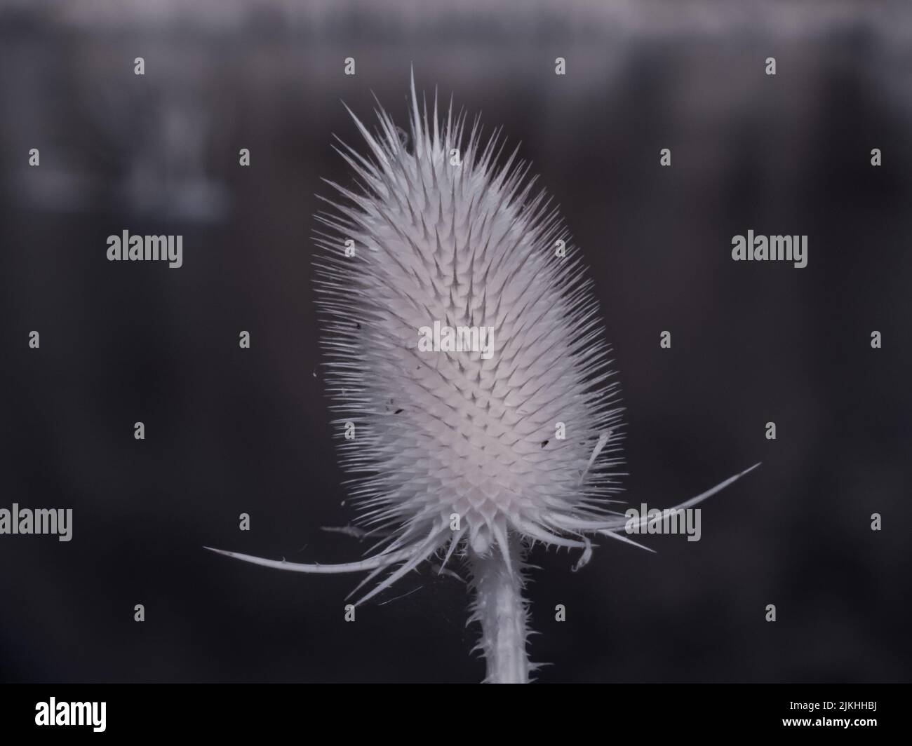 A macro view of a prickly Dipsacus plant against the blurry background ...