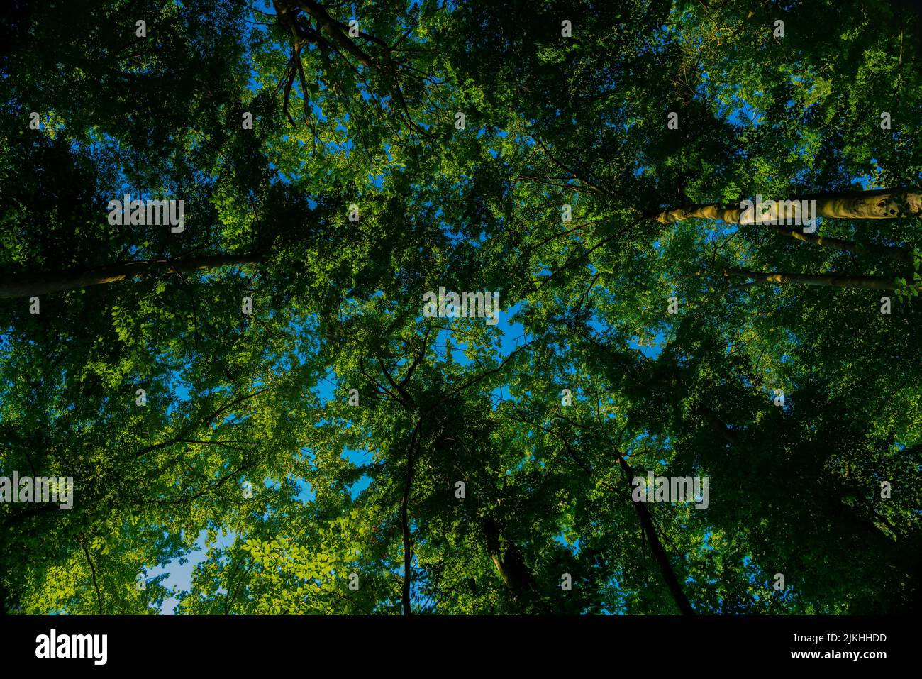 Green treetops hi-res stock photography and images - Alamy