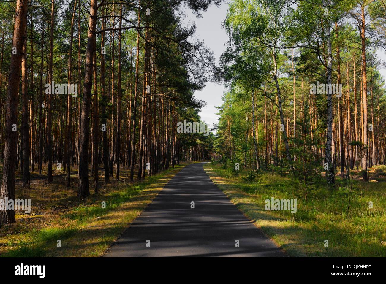 Cycle path in a forest for recreational athletes in summer with lots of ...