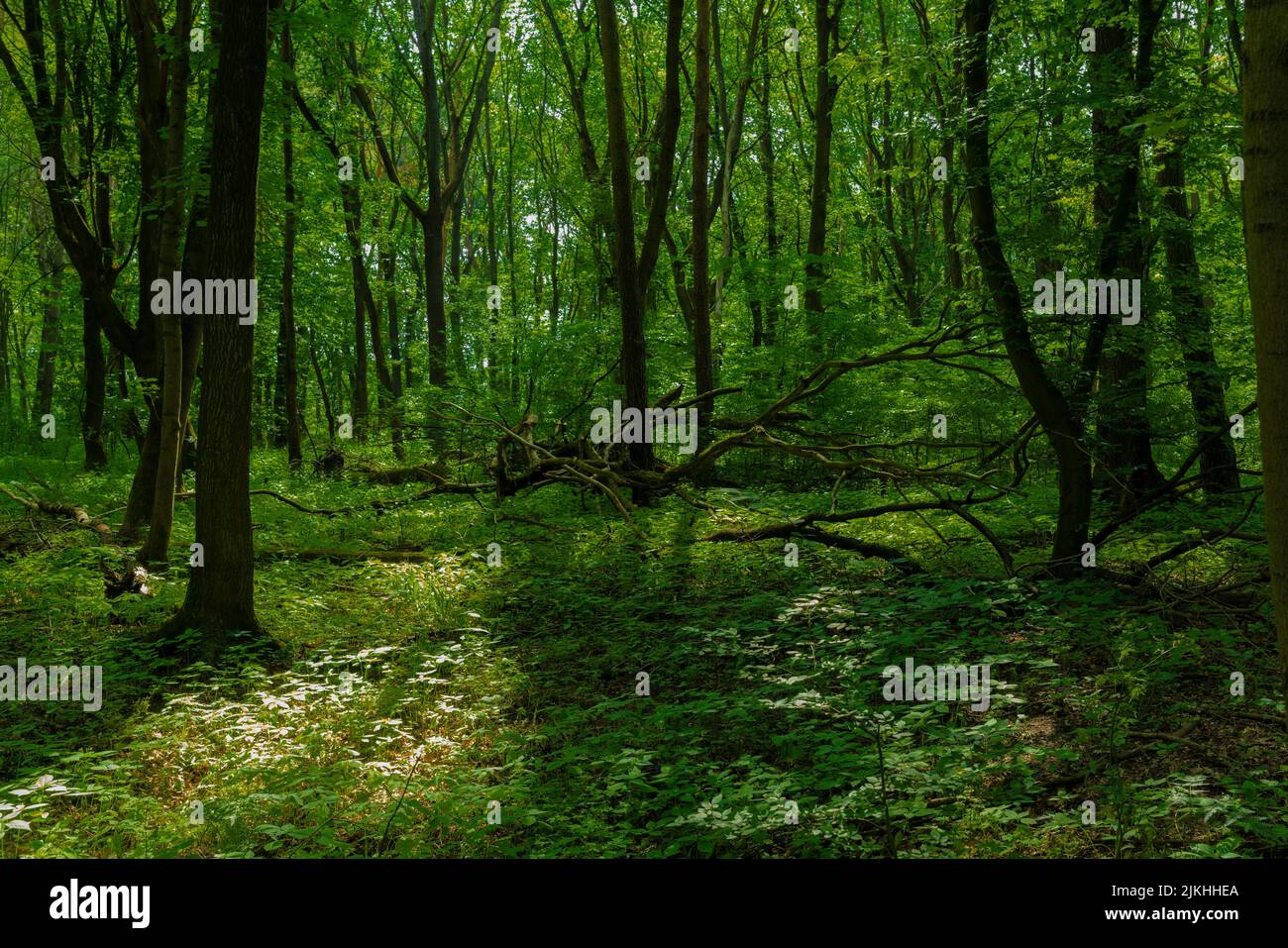Beautiful green deciduous forest in summer Stock Photo - Alamy