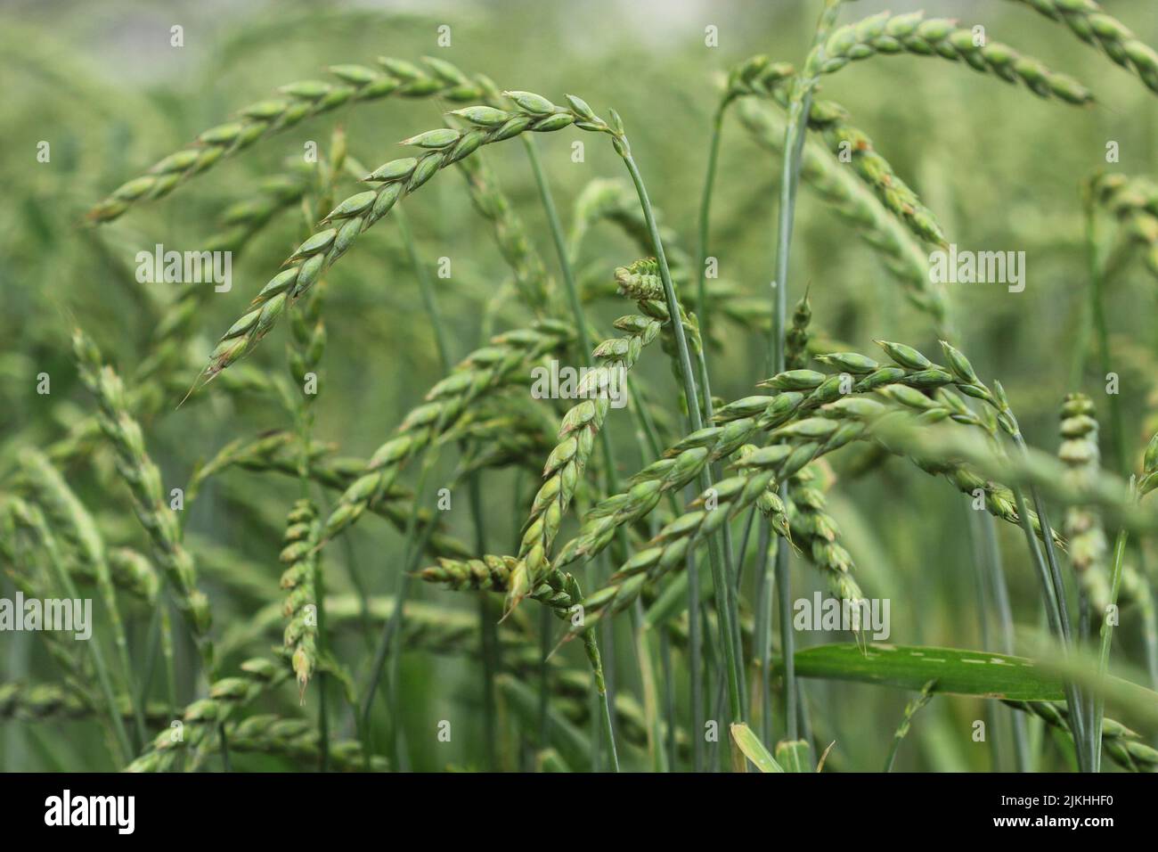 field of corn, spelt, crop Stock Photo - Alamy