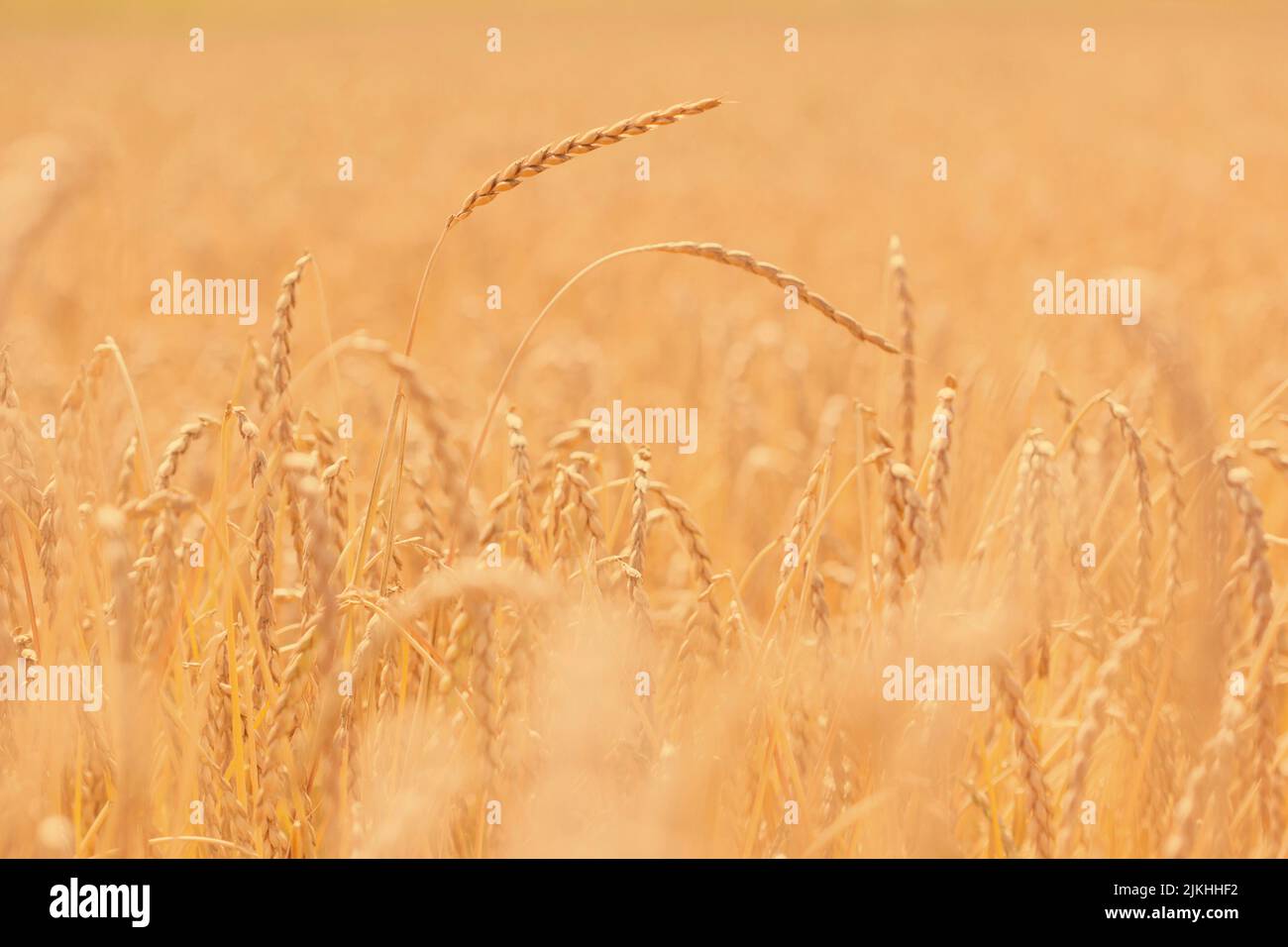 Ripe spelt plants hi-res stock photography and images - Alamy
