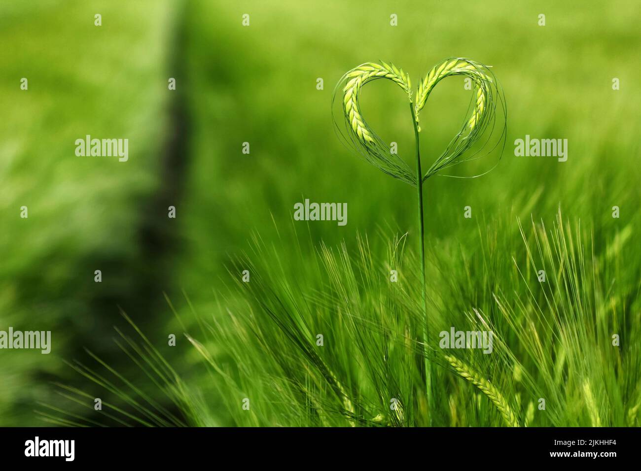 Heart ears hi-res stock photography and images - Alamy