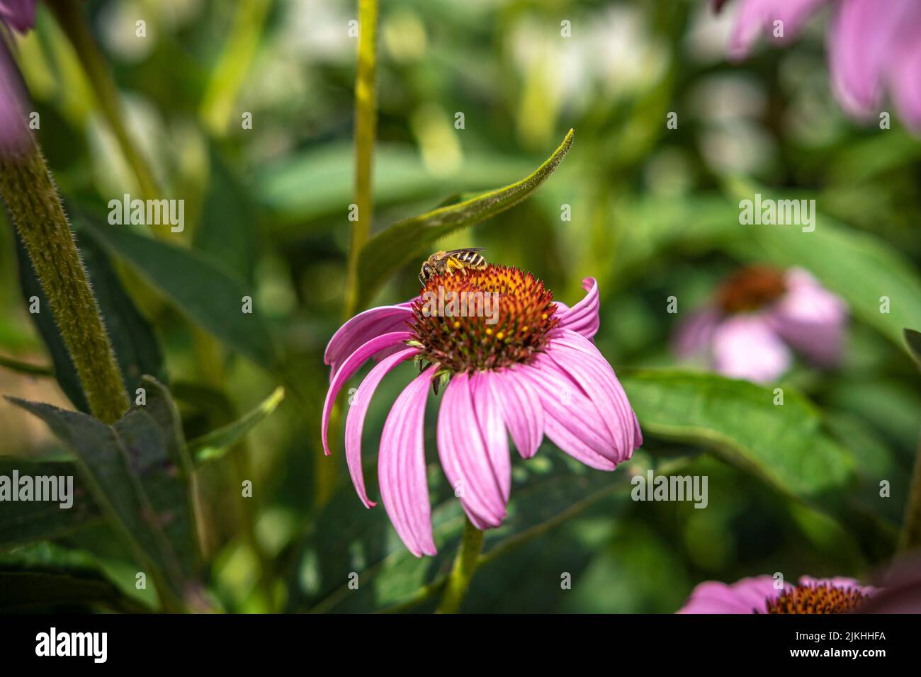 Echinacea purpurea flowers called Green Eyes or Ruby Giant Stock Photo ...