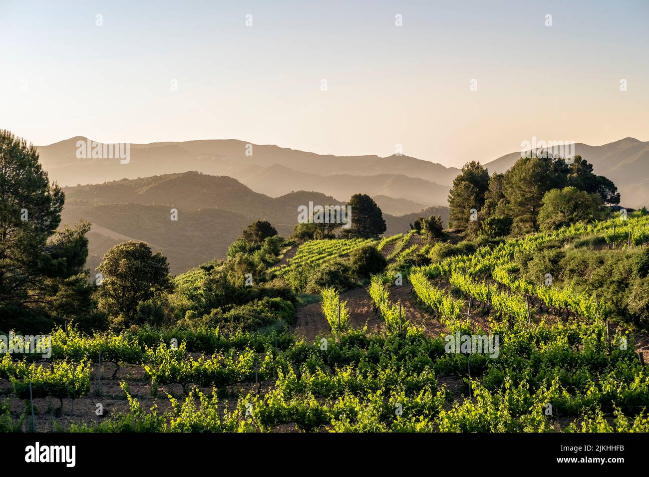 Vineyards during sunrise in the Priorat appellation of origin wine ...