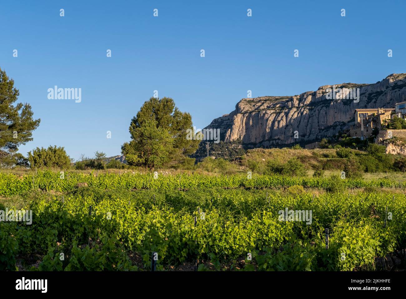 Montsant vineyard hi-res stock photography and images - Alamy
