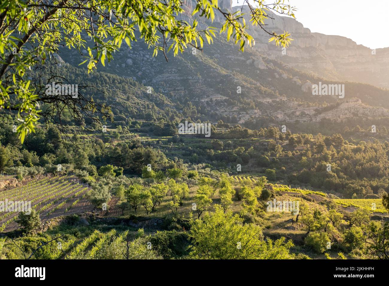 Montsant vineyard hi-res stock photography and images - Alamy