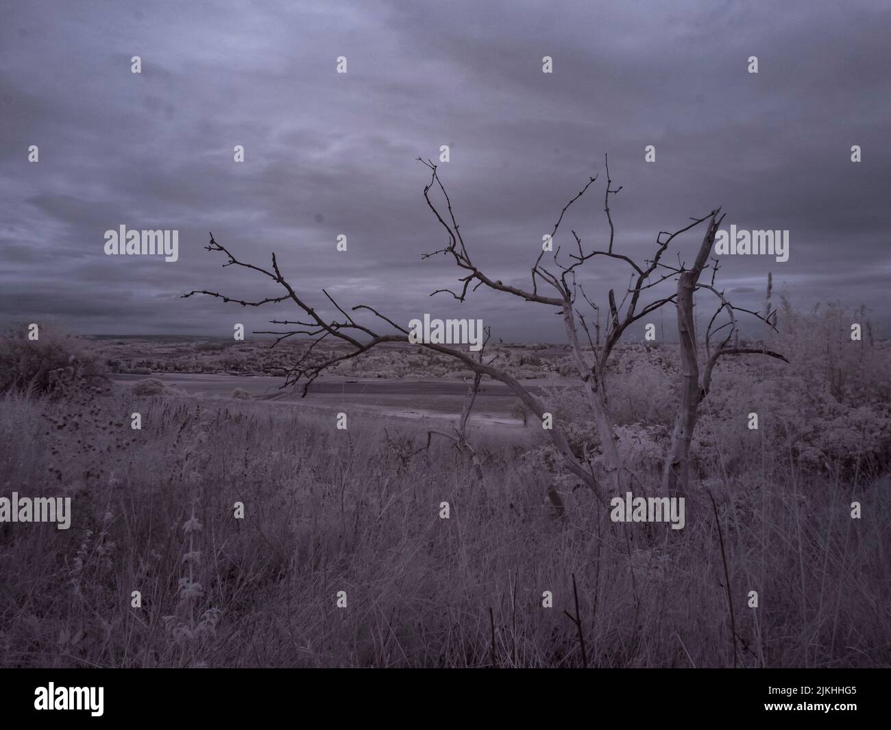 Leafless tree view hi-res stock photography and images - Alamy