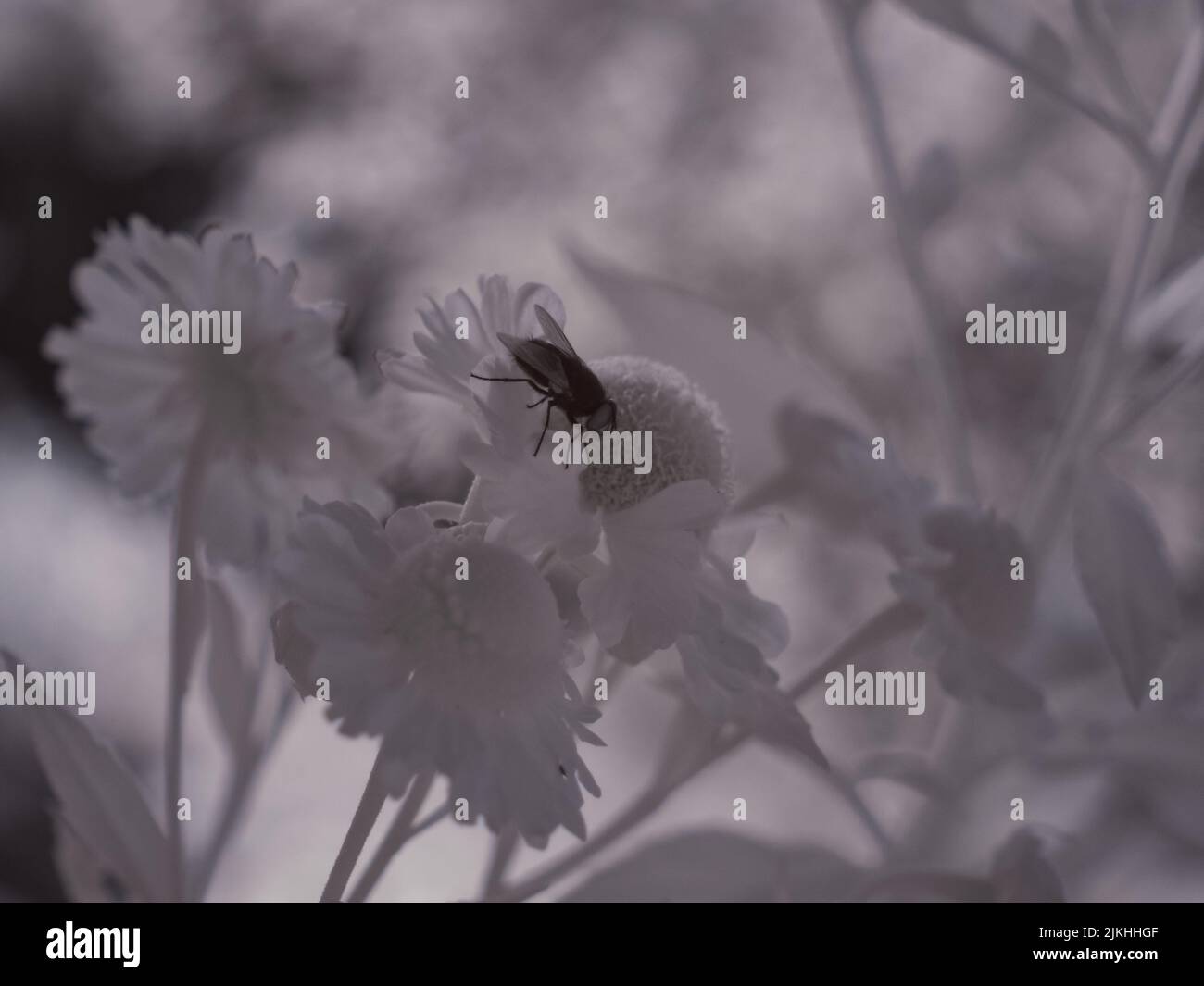A macro view of delicate flowers with a fly in the garden Stock Photo ...
