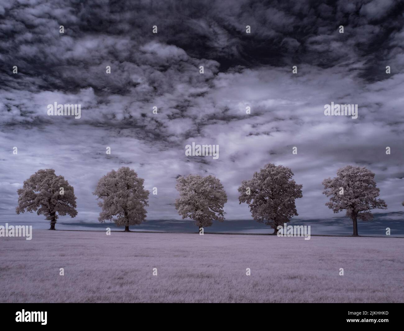 Five trees in the field under the dark sky with clouds Stock Photo - Alamy