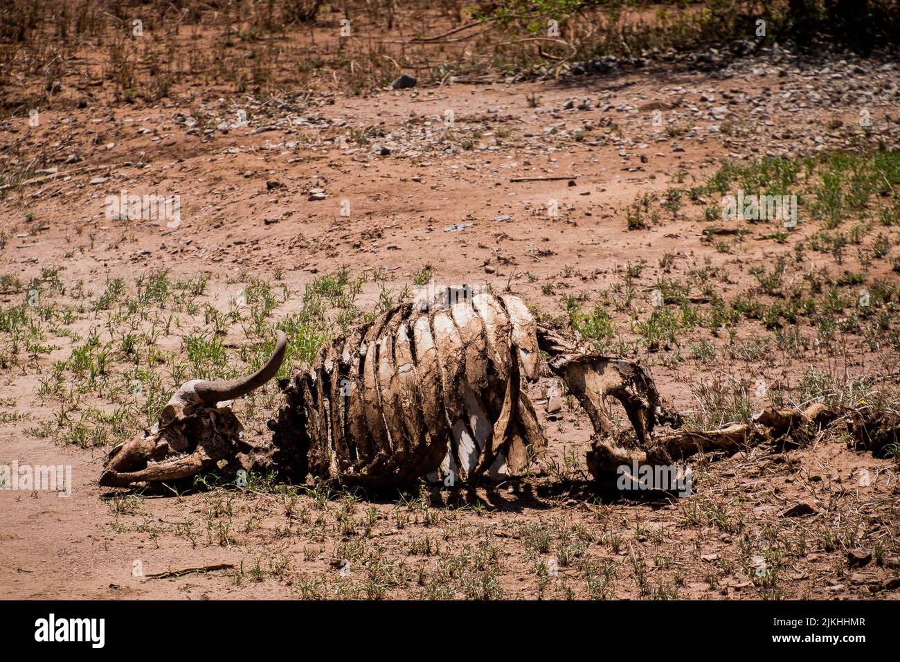 Animal corpse hi-res stock photography and images - Alamy