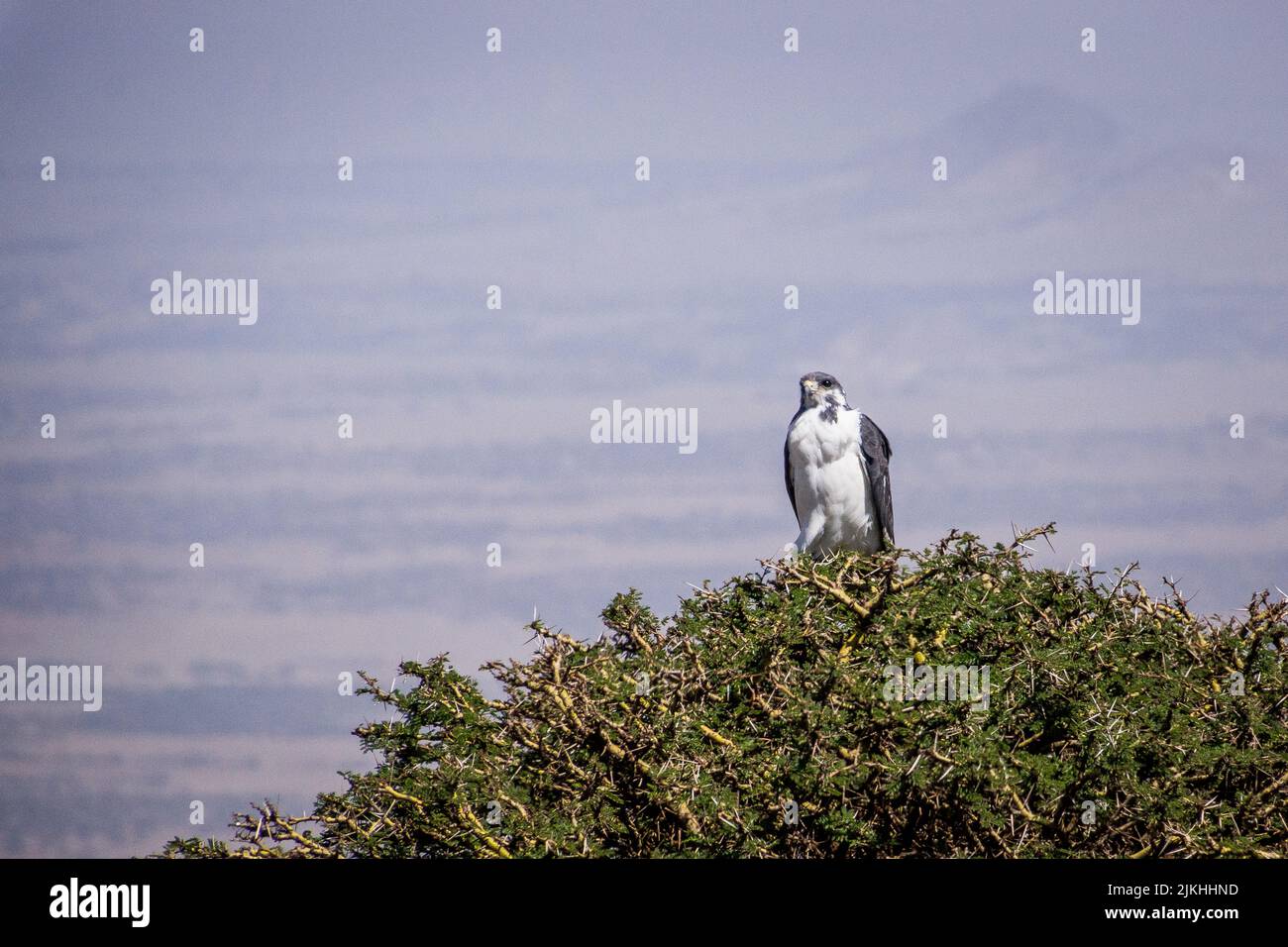 Savanna falcon hi-res stock photography and images - Alamy
