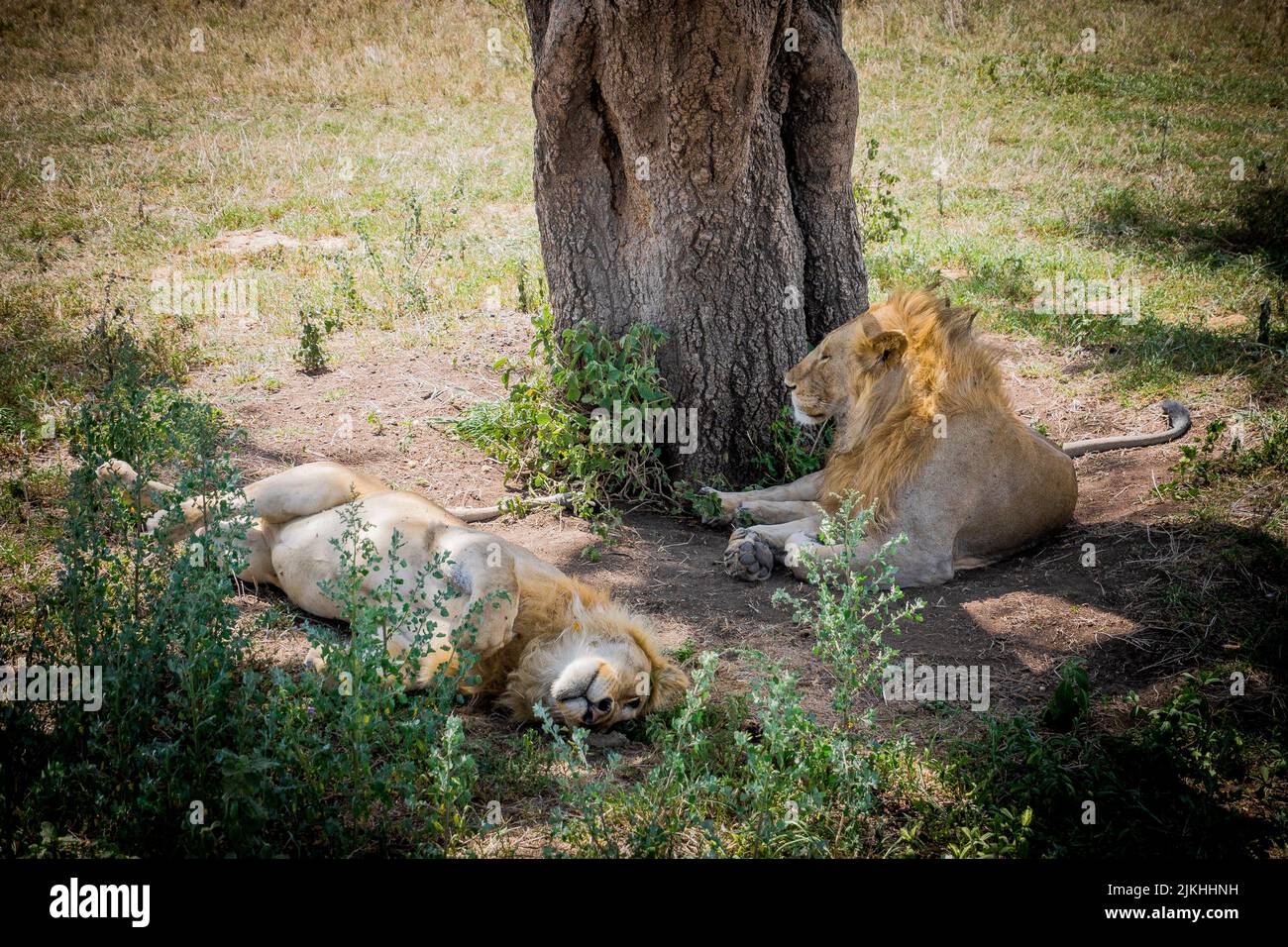 Two male lions resting under a tree shadow in Tanzania, Africa Stock ...