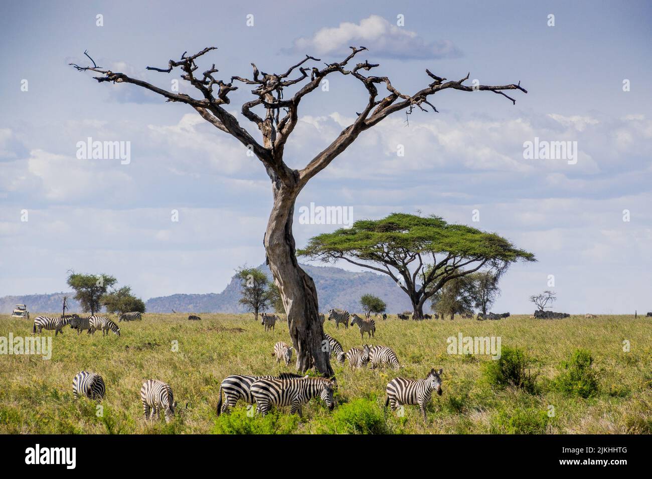 A group of zebras near a tree in a grassy field in Tanzania, Africa ...