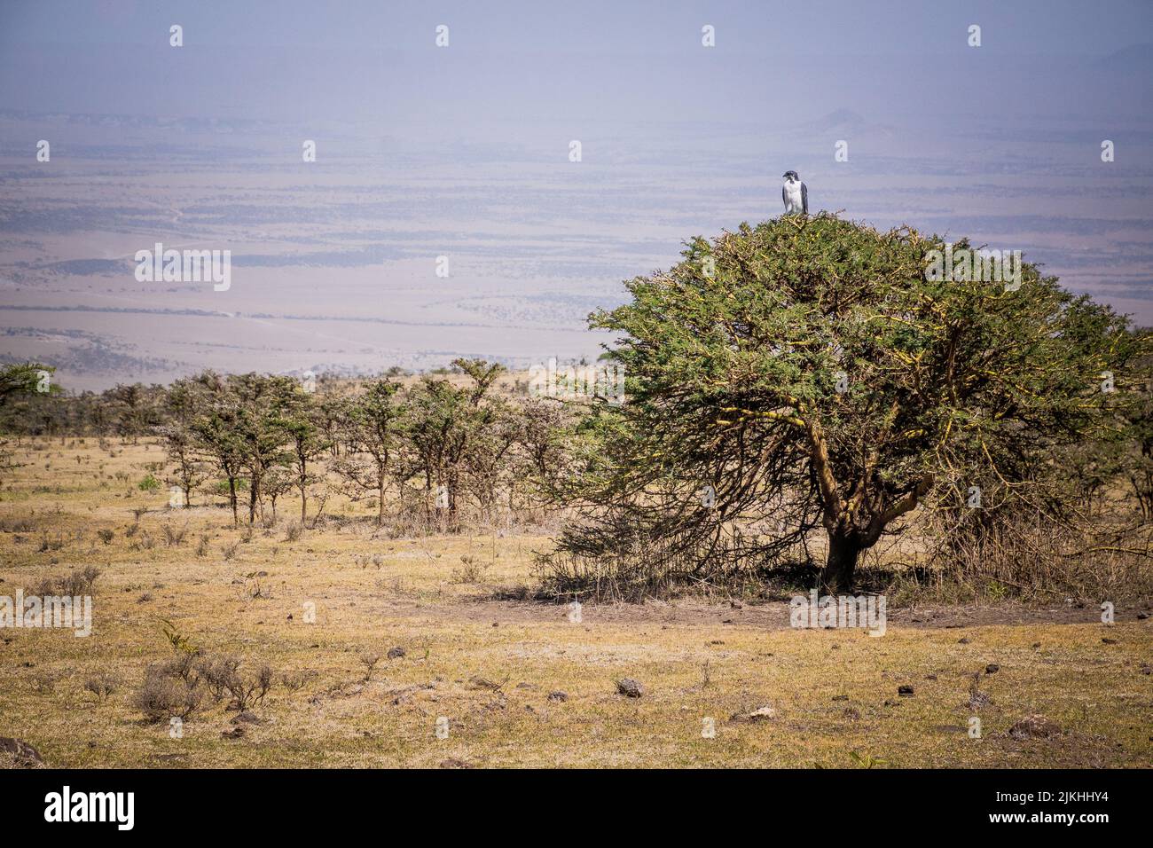 A beautiful shot of a Peregrine falcon on a tree in safari on a sunny ...