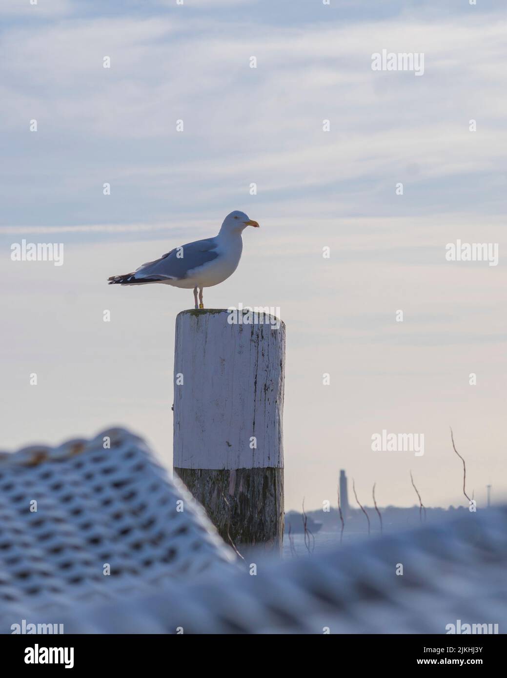 A seagull in the sunlight in Strande at the Kiel Fjord, Germany Stock ...