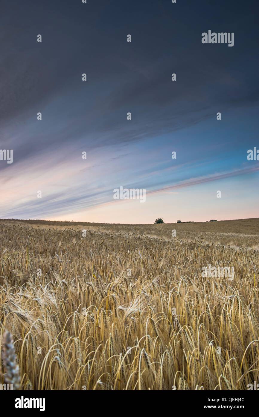 Grain, deserted. nature, field, landscape, rye Stock Photo - Alamy