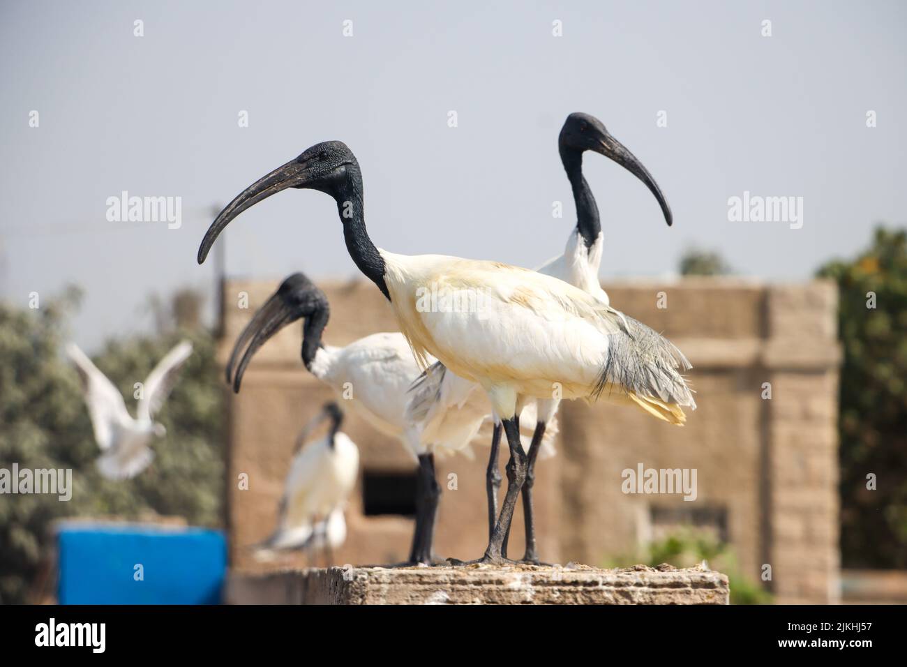 Flock white ibis birds hi-res stock photography and images - Alamy