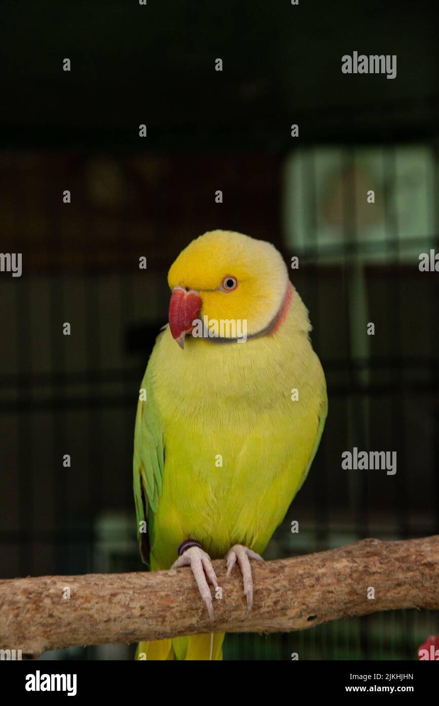 Red green parrot hi-res stock photography and images - Alamy