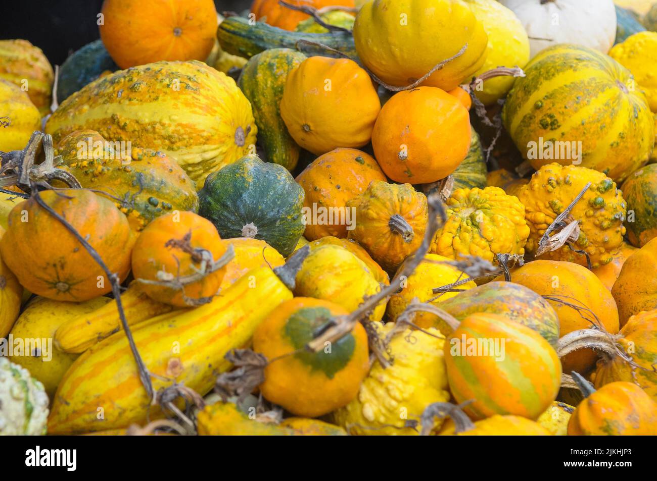 Collection pumpkins assortment background hi-res stock photography and ...