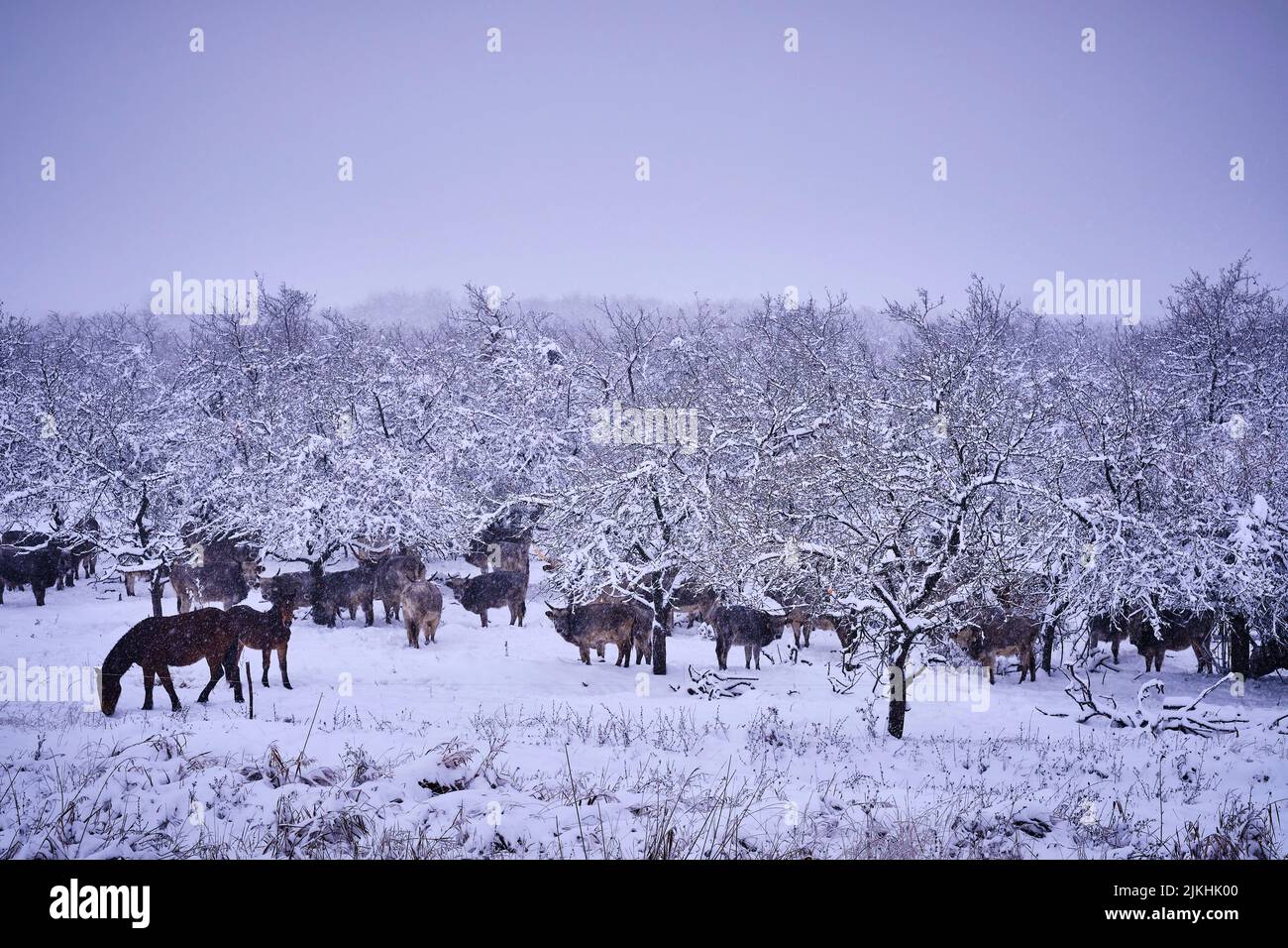 The small apple orchard with a herd of cows and some horses covered ...