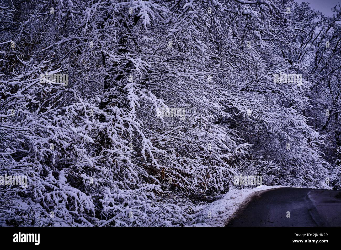 The fir trees covered with snow during winter in a village in Cluj ...