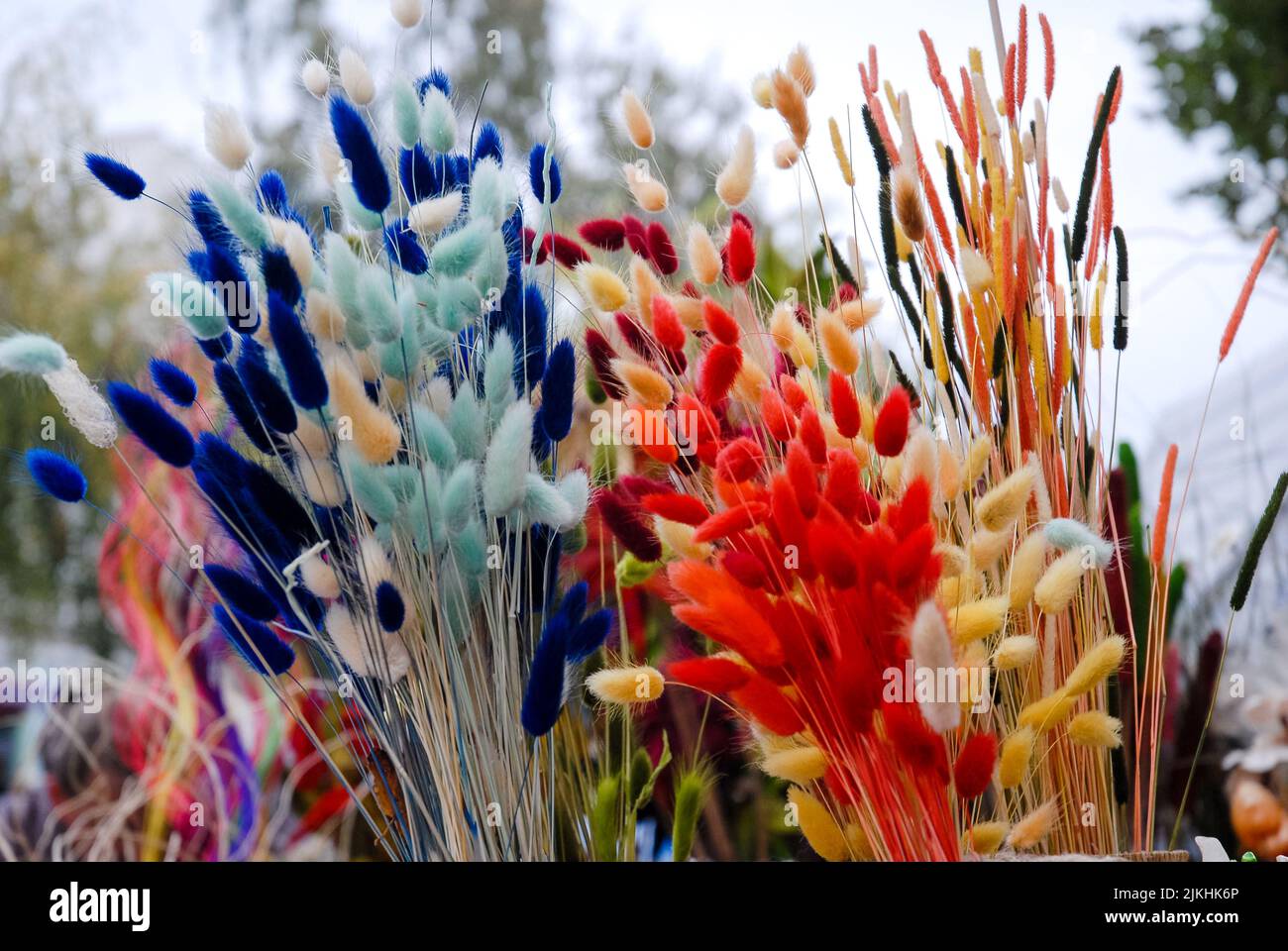 Lagurus hi-res stock photography and images - Alamy