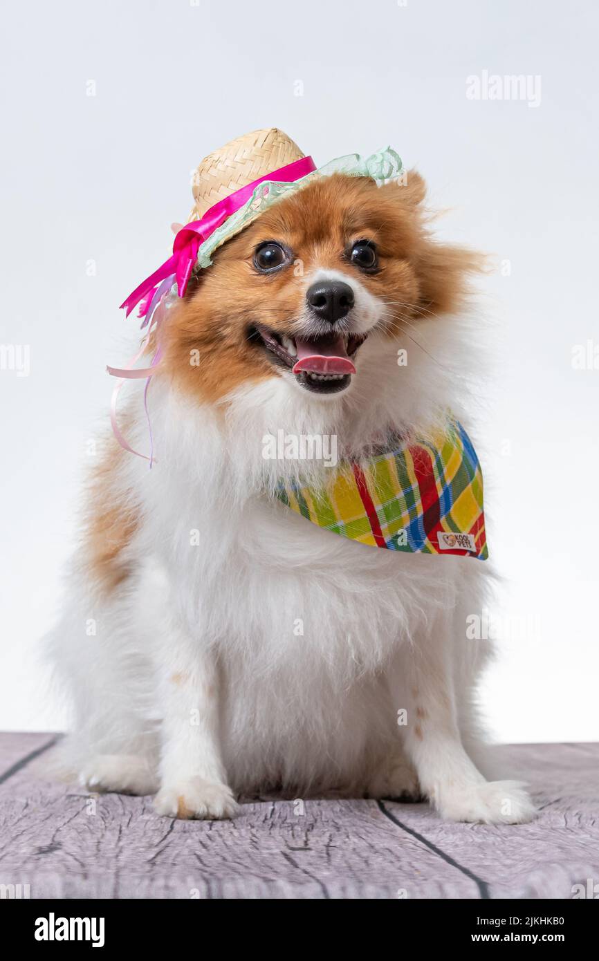 A German spitz wearing decorations on a white background Stock Photo ...