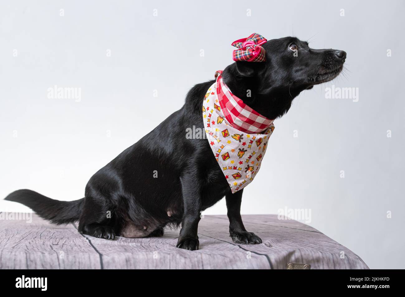 A cute black Labrador in a beautiful scarf on a white background Stock ...