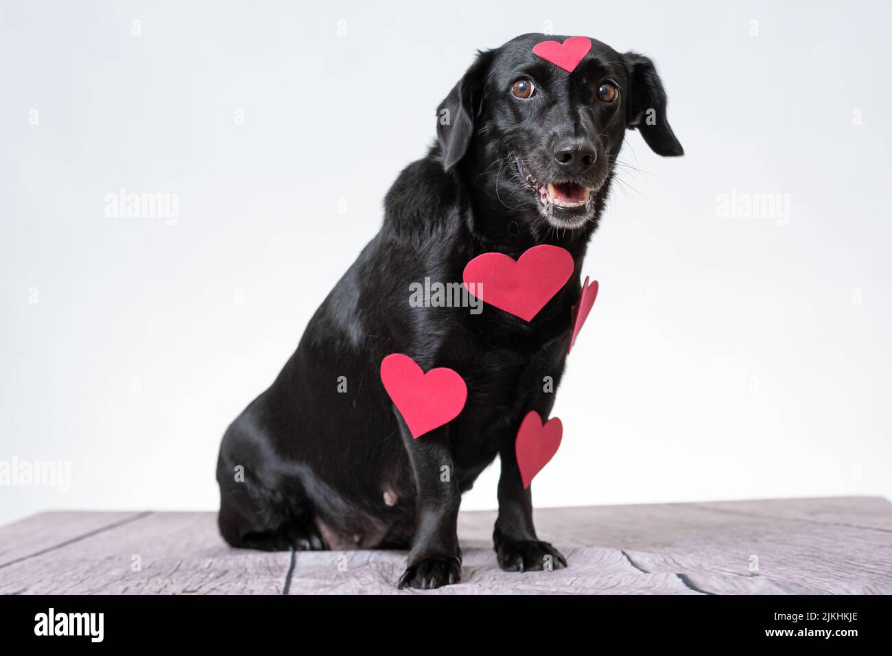 A cute black Labrador with some red heart-shaped stickers on a white ...
