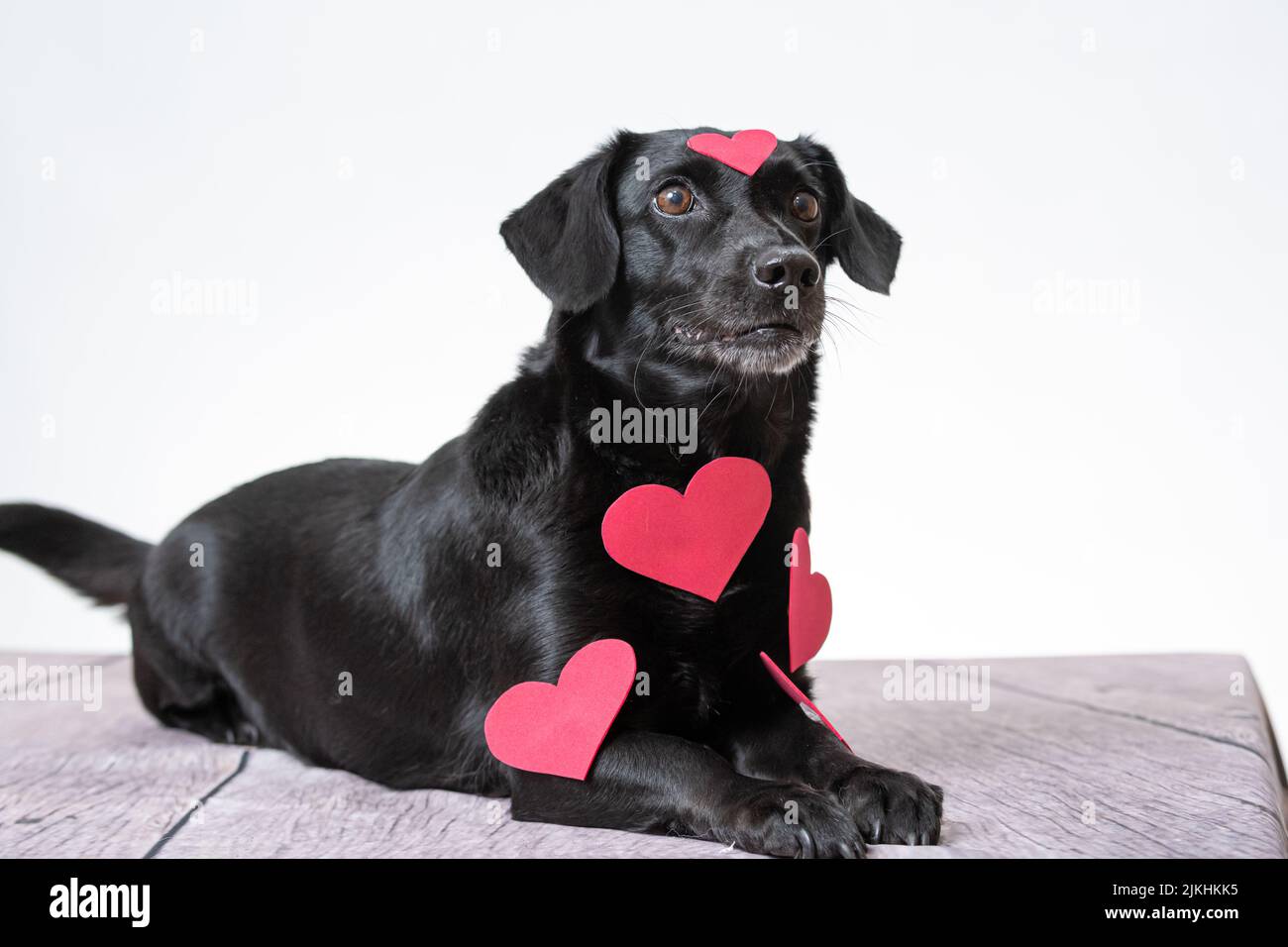 A cute black Labrador with some red heart-shaped stickers on a white ...
