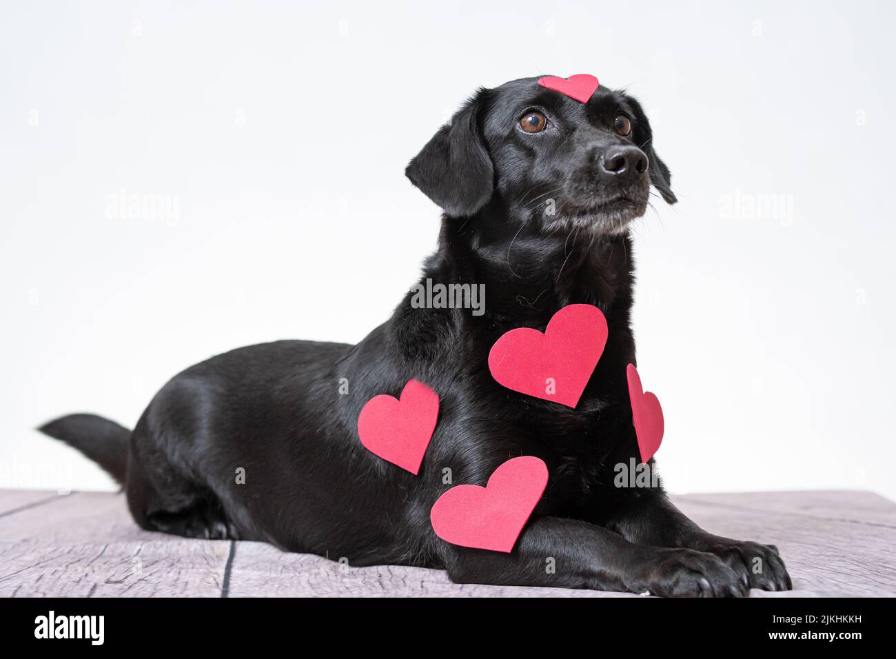 A cute black Labrador with some red heart-shaped stickers on a white ...