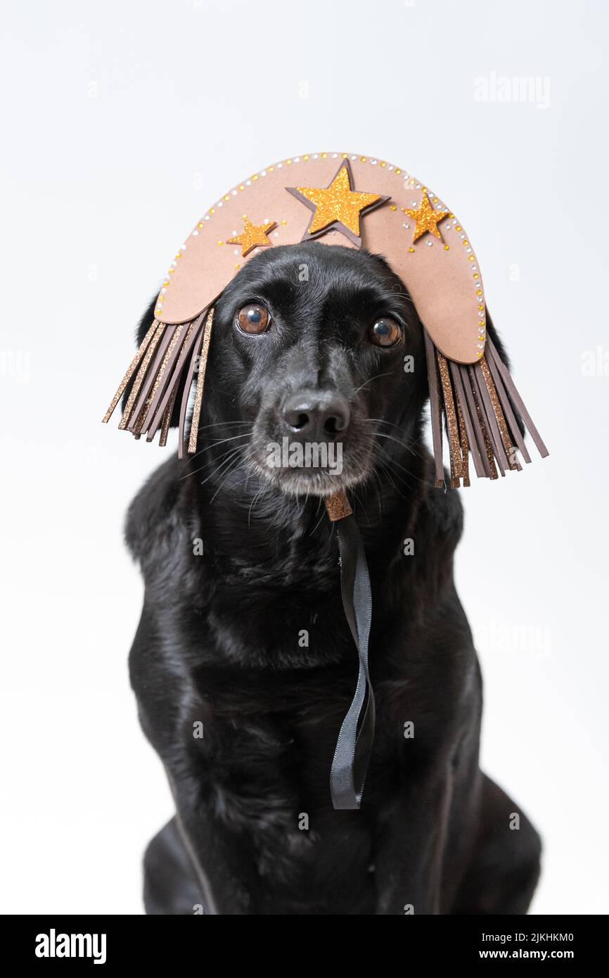 A cute black Labrador in a funny hat with stars on a white background ...