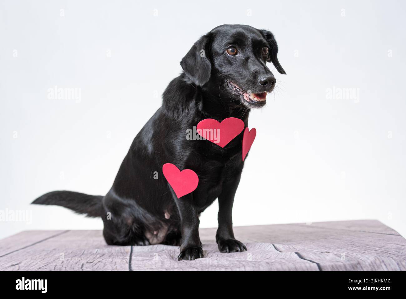 A cute black Labrador with some red heart-shaped stickers on a white ...