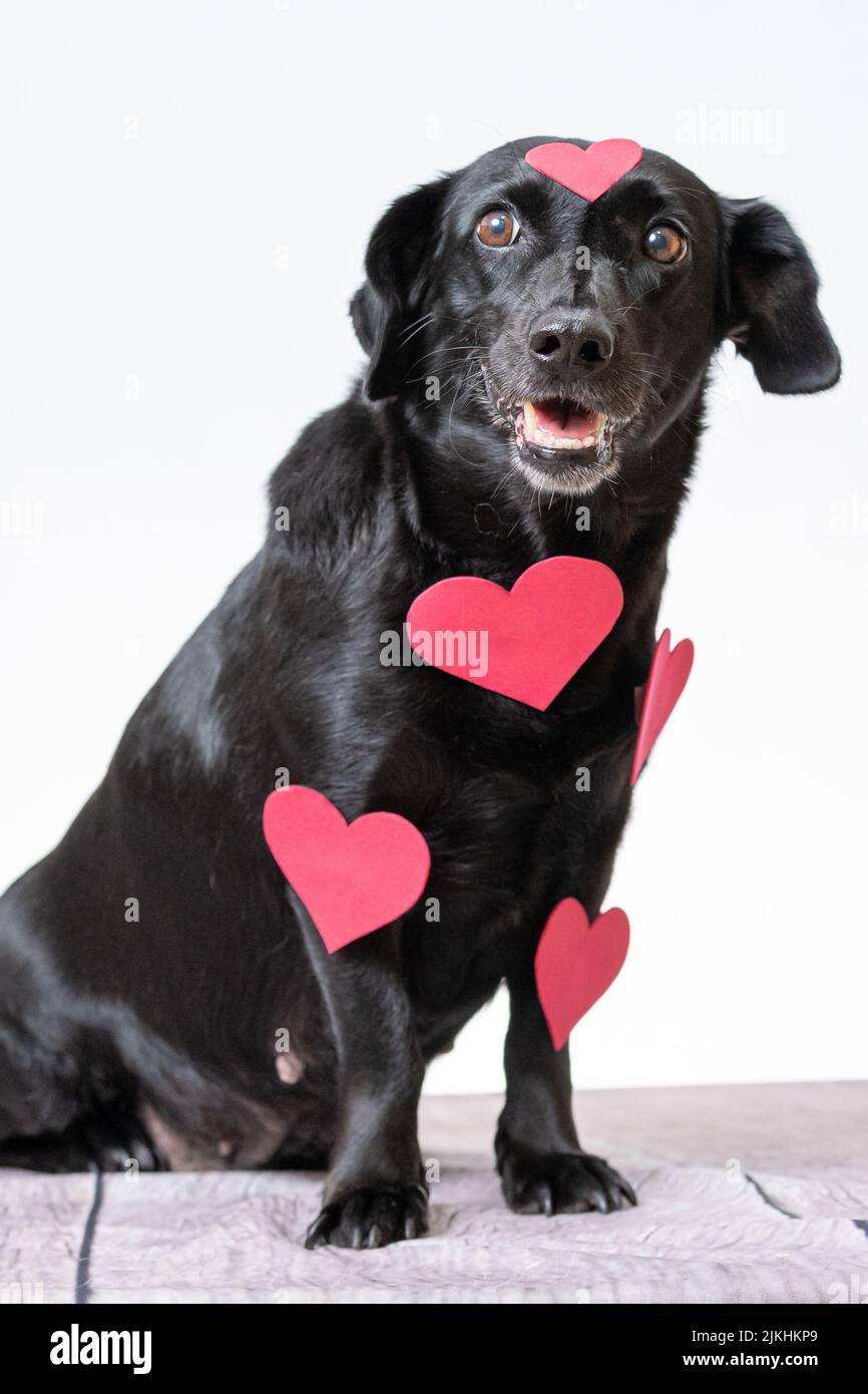 A vertical shot of a cute black Labrador with some red heart-shaped ...