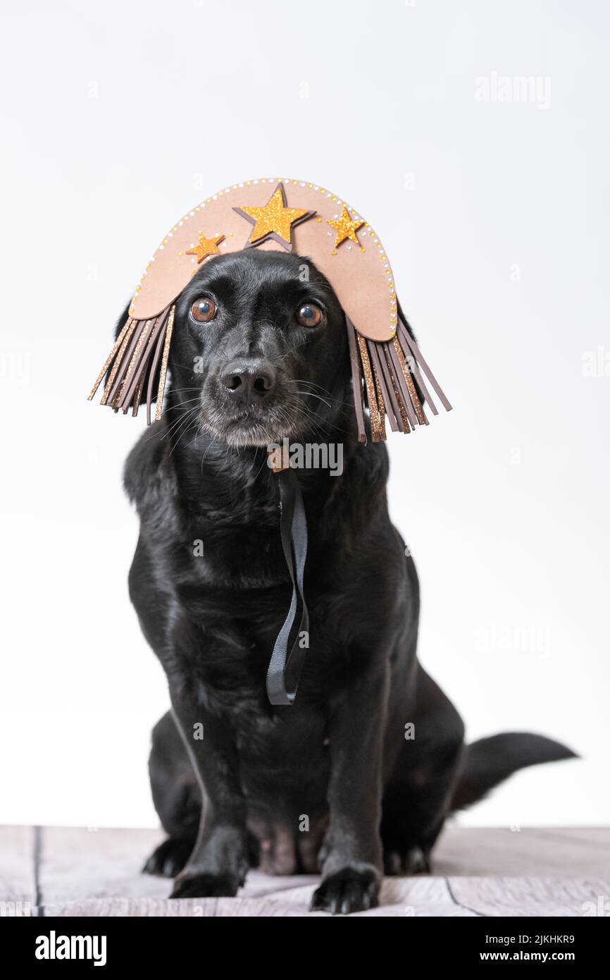 A cute black Labrador in a funny hat with stars on a white background ...
