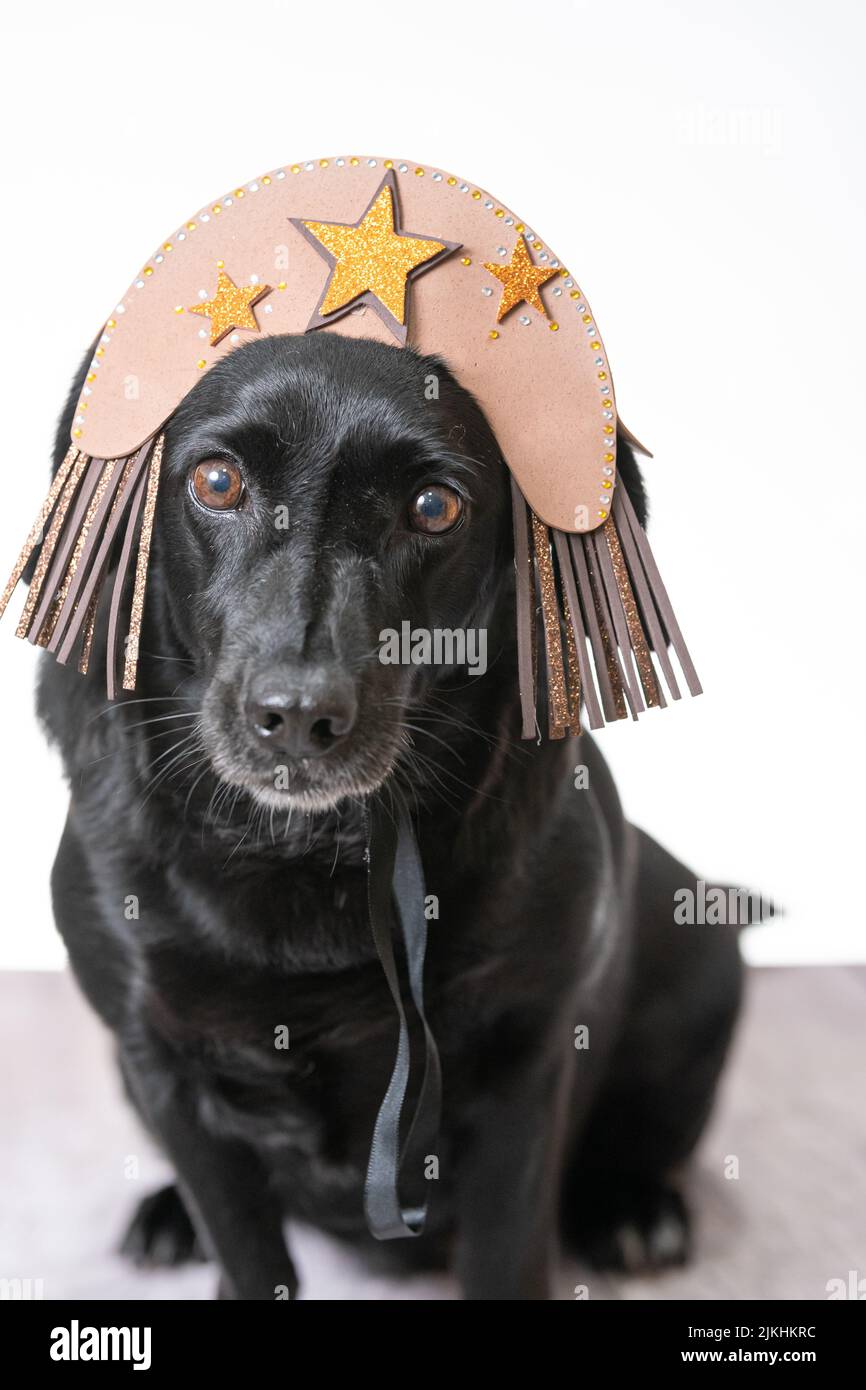 A cute black Labrador in a funny hat with stars on a white background ...