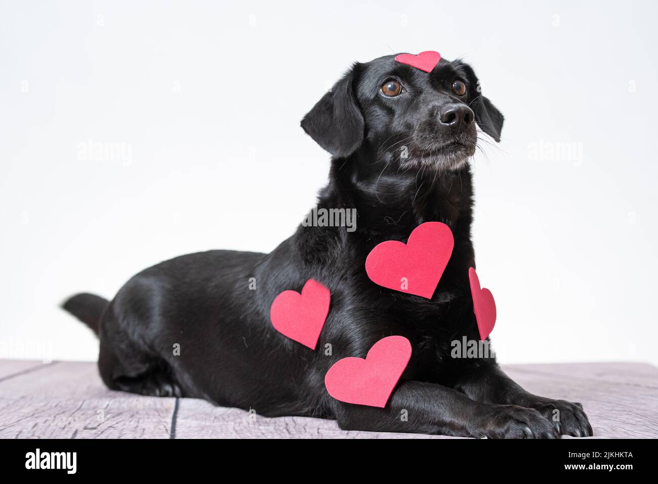 A cute black Labrador with some red heart-shaped stickers on a white ...