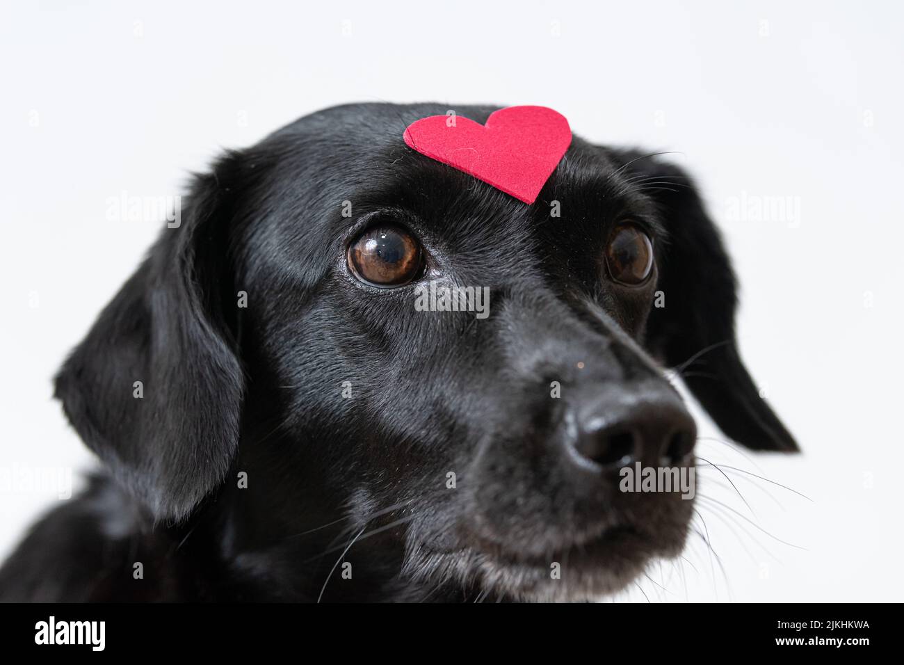 A closeup of a head of a black dog with a red felt heart cutout on its ...