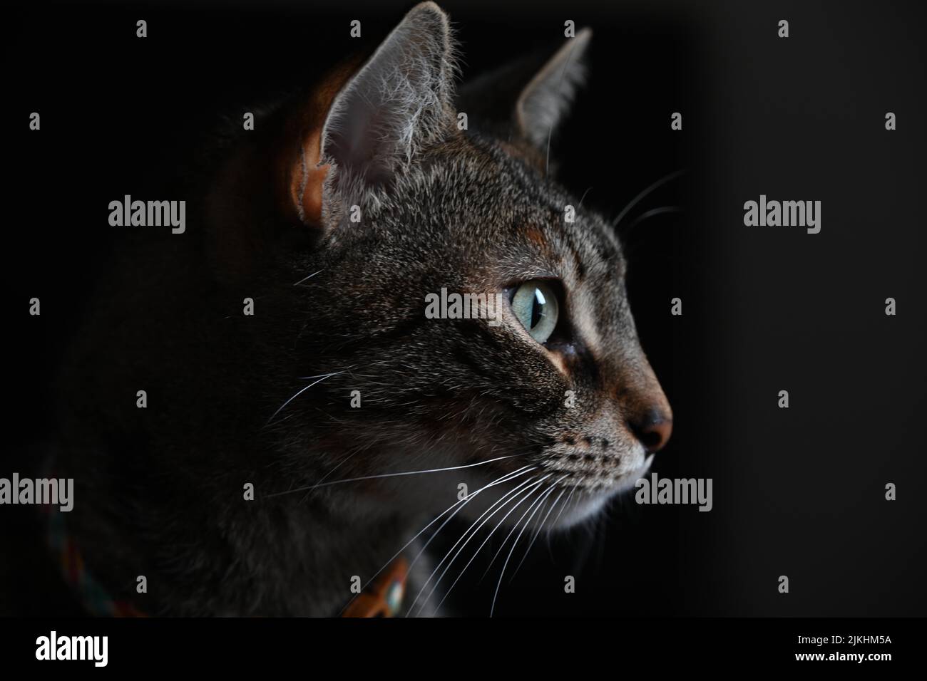 Black Cat With Icy Blue Eyes