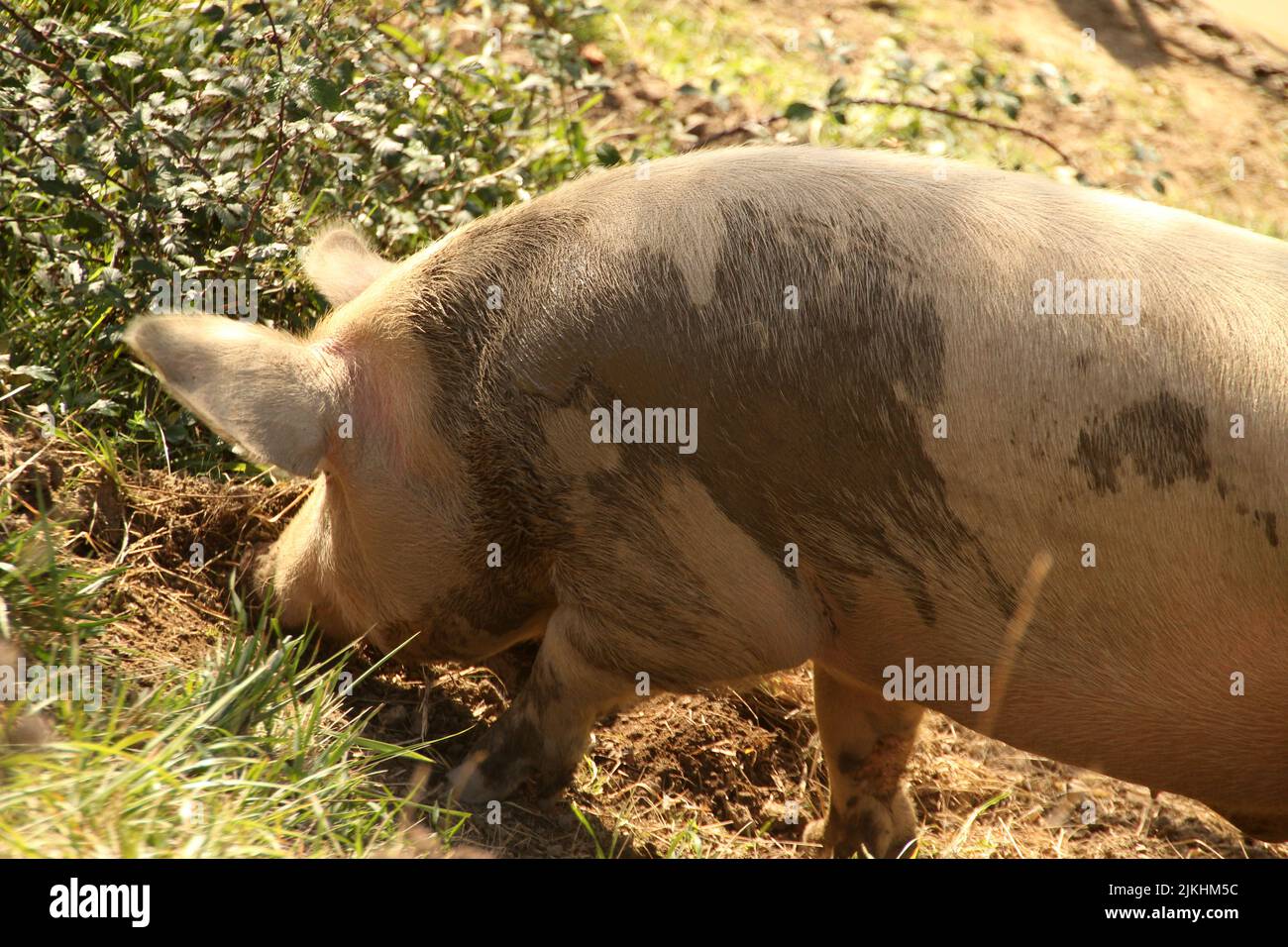 A cute pig eating food on a farm in a blurred background in sunny ...