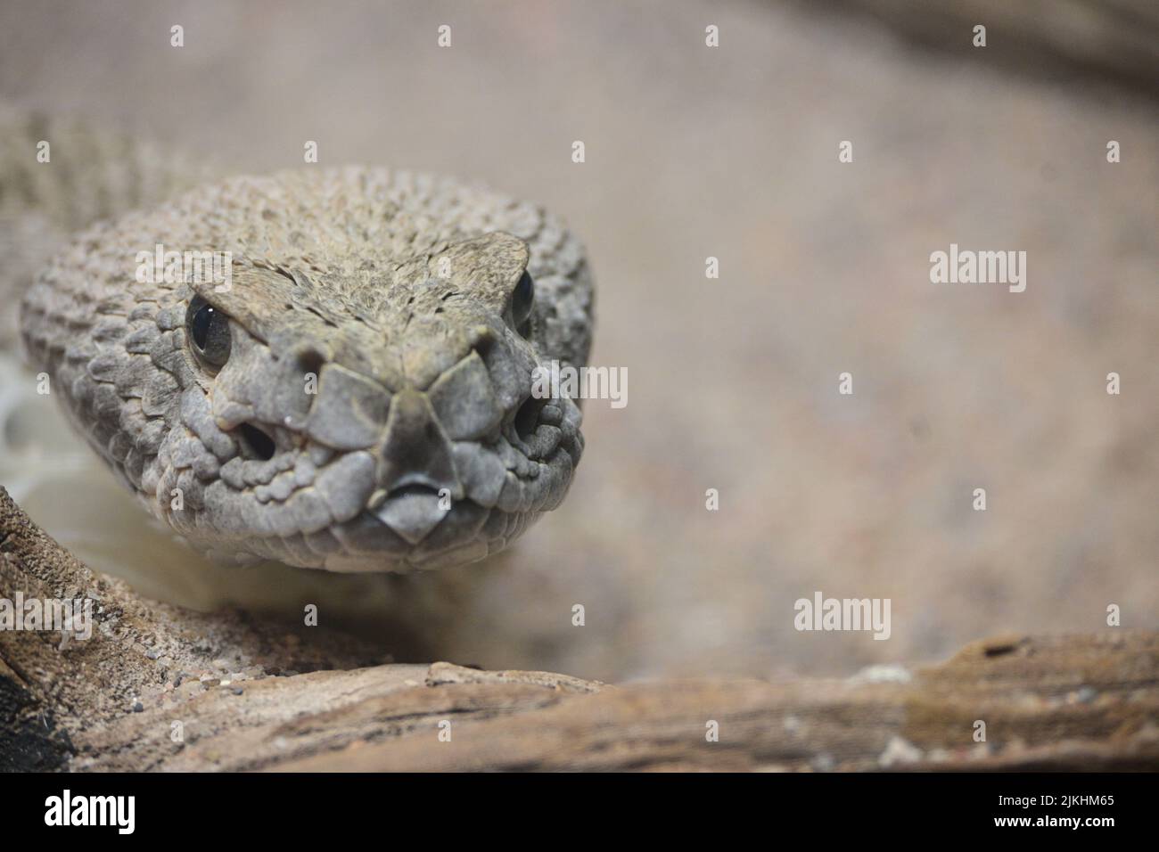 Closeup snake face hi-res stock photography and images - Alamy