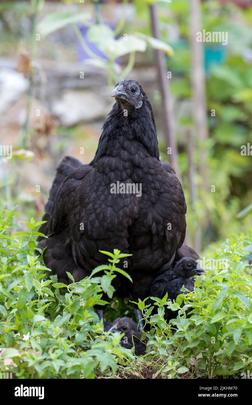 Black hen hi-res stock photography and images - Alamy