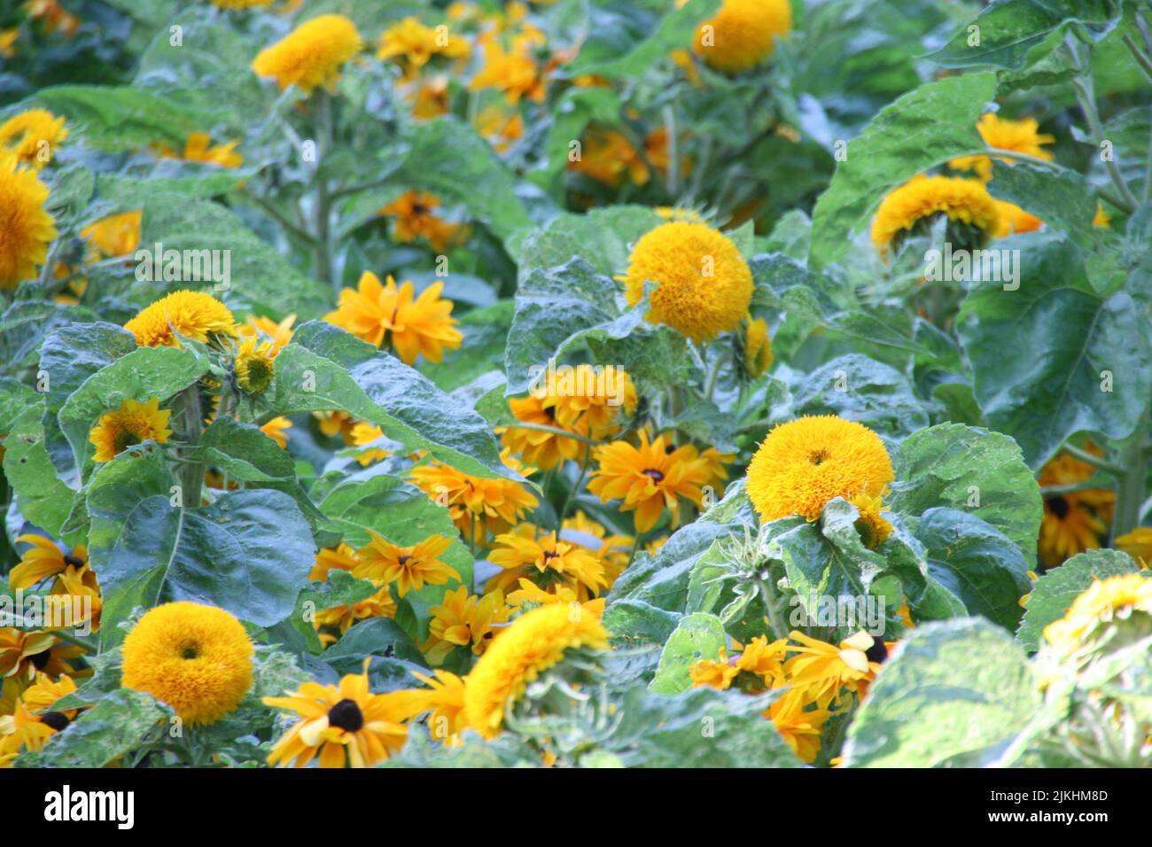 Helianthus annuus yellow common hi-res stock photography and images - Alamy