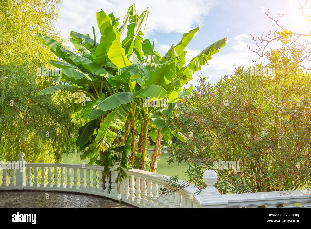 Banana palm trees in a park on the shore of a reservoir with a concrete ...