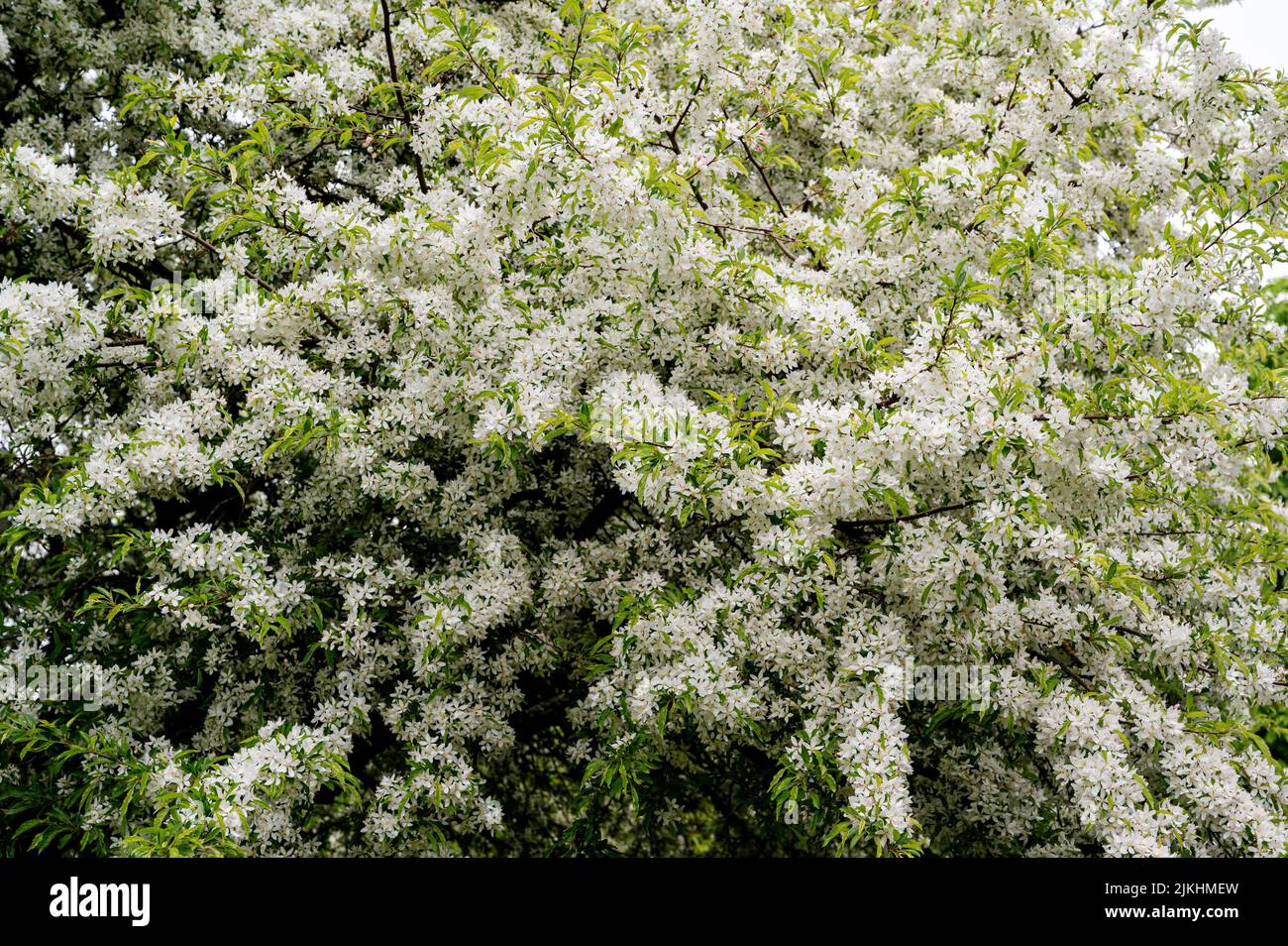 Malus Transitoria, cut-leaf crabapple, Rosaceae, crabapple. Showy white ...