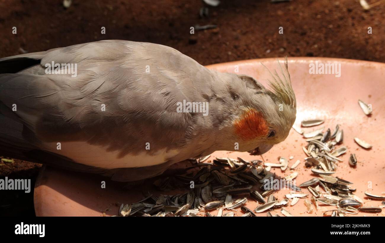 Weird cockatiel hi-res stock photography and images - Alamy